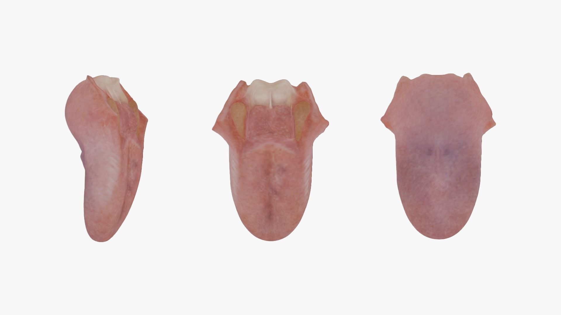 3d Model Tongue Anatomy Dorsum Of Tongue Vr Ar Low Poly Cgtrader