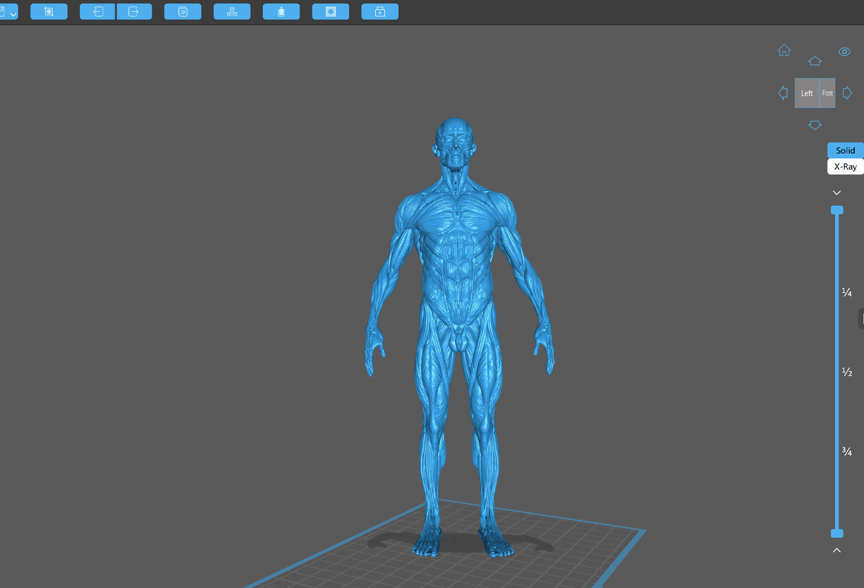 Male Anatomy 3D print ready detailed model 3D model 3D printable | CGTrader