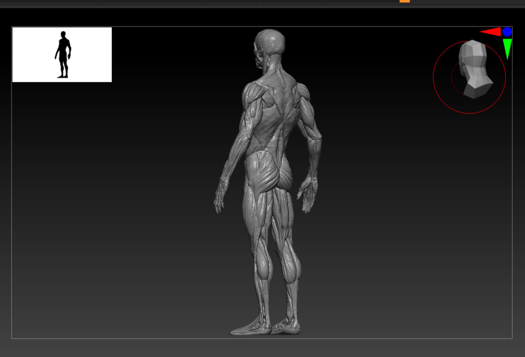 Male Anatomy 3D print ready detailed model 3D model 3D printable | CGTrader