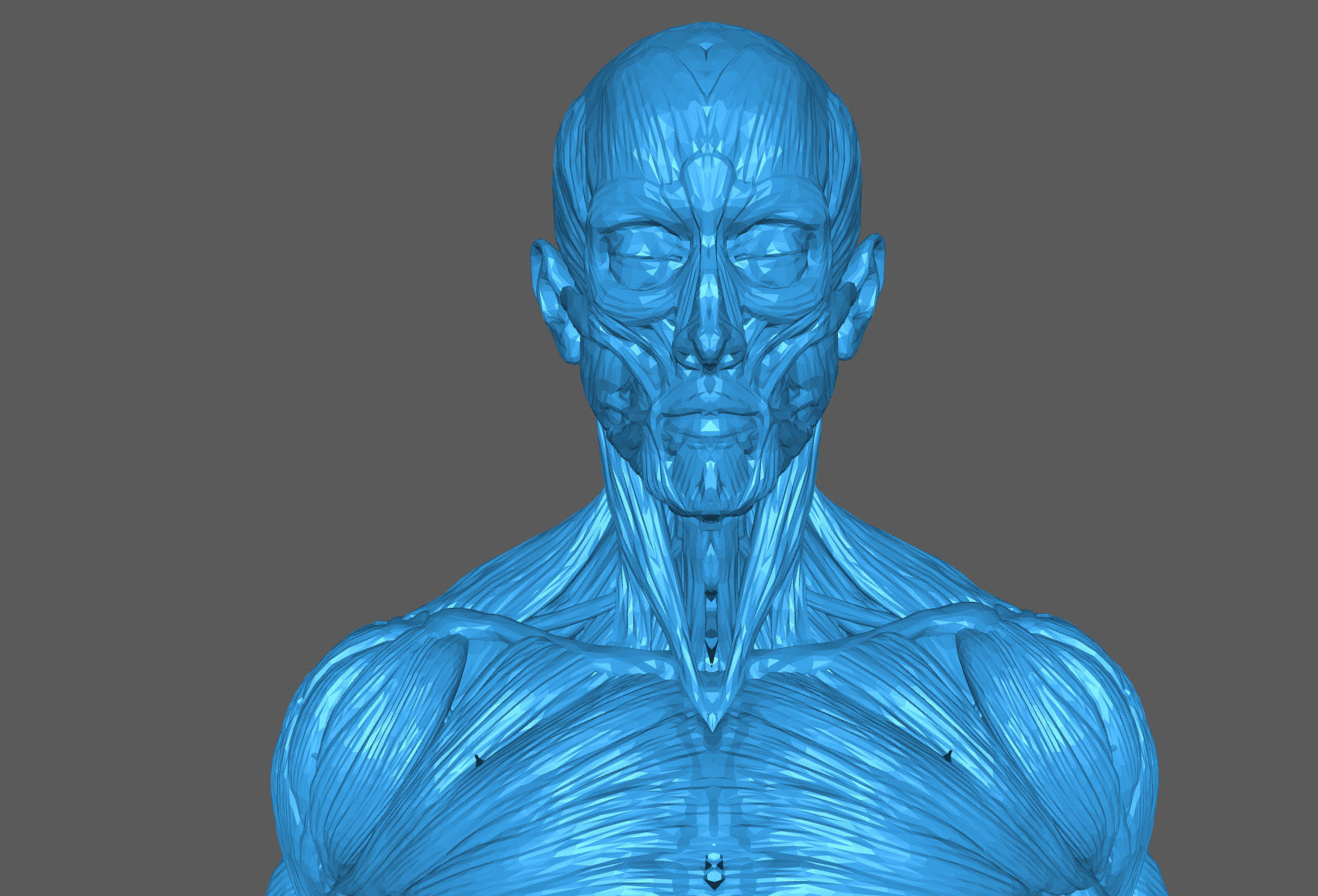 Male Anatomy 3D print ready detailed model 3D model 3D printable | CGTrader