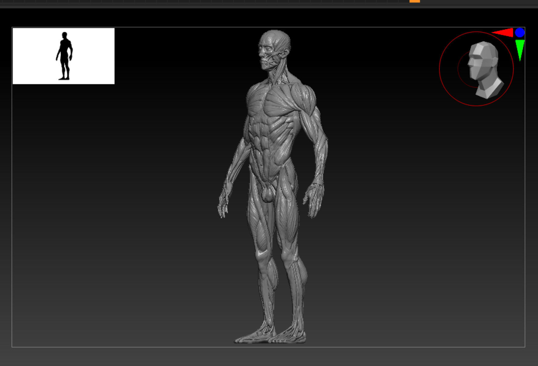 Male Anatomy 3D print ready detailed model 3D model 3D printable | CGTrader