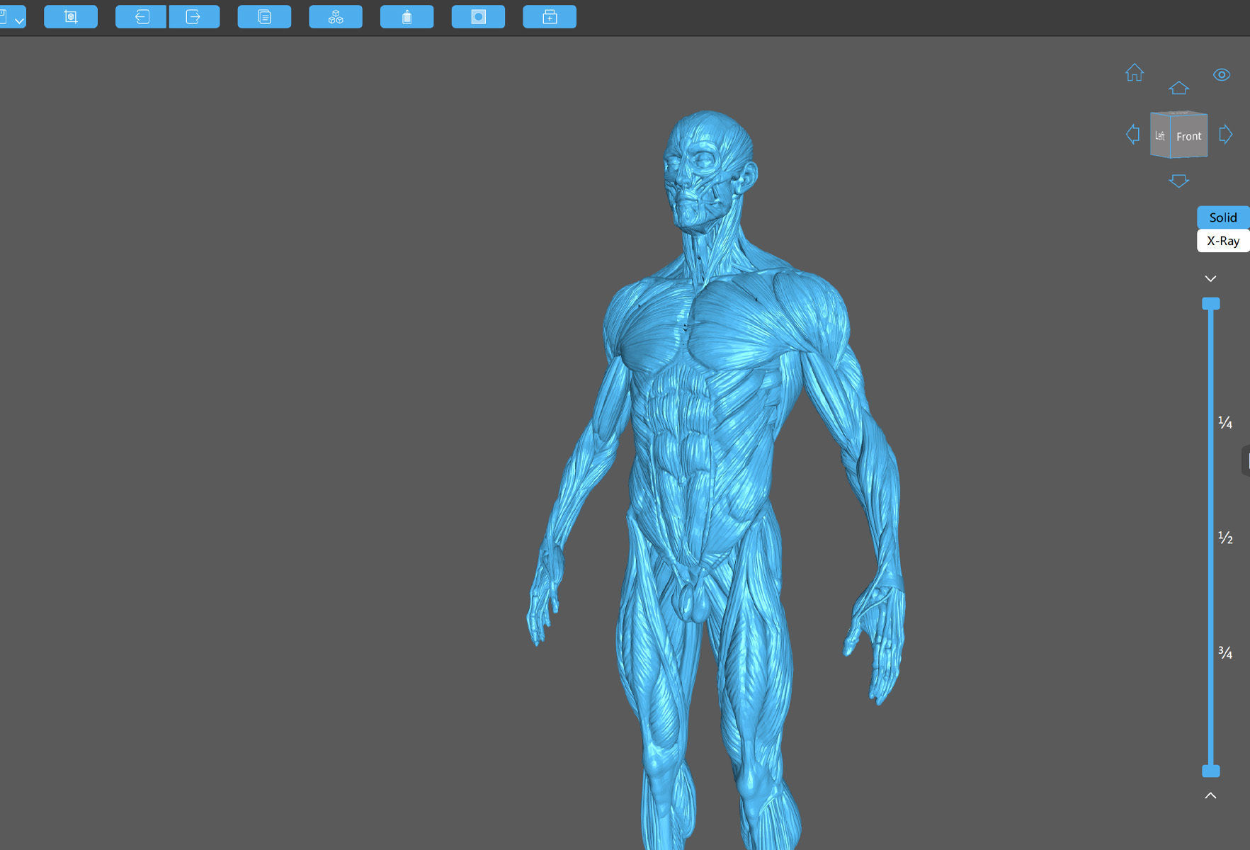 Male Anatomy 3D print ready detailed model 3D model 3D printable | CGTrader
