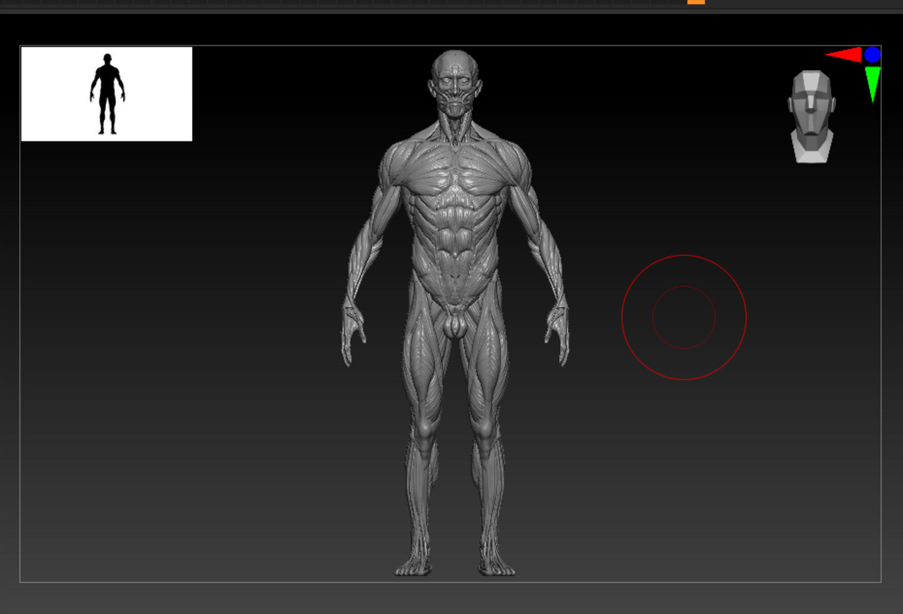 Male Anatomy 3D print ready detailed model 3D model 3D printable | CGTrader