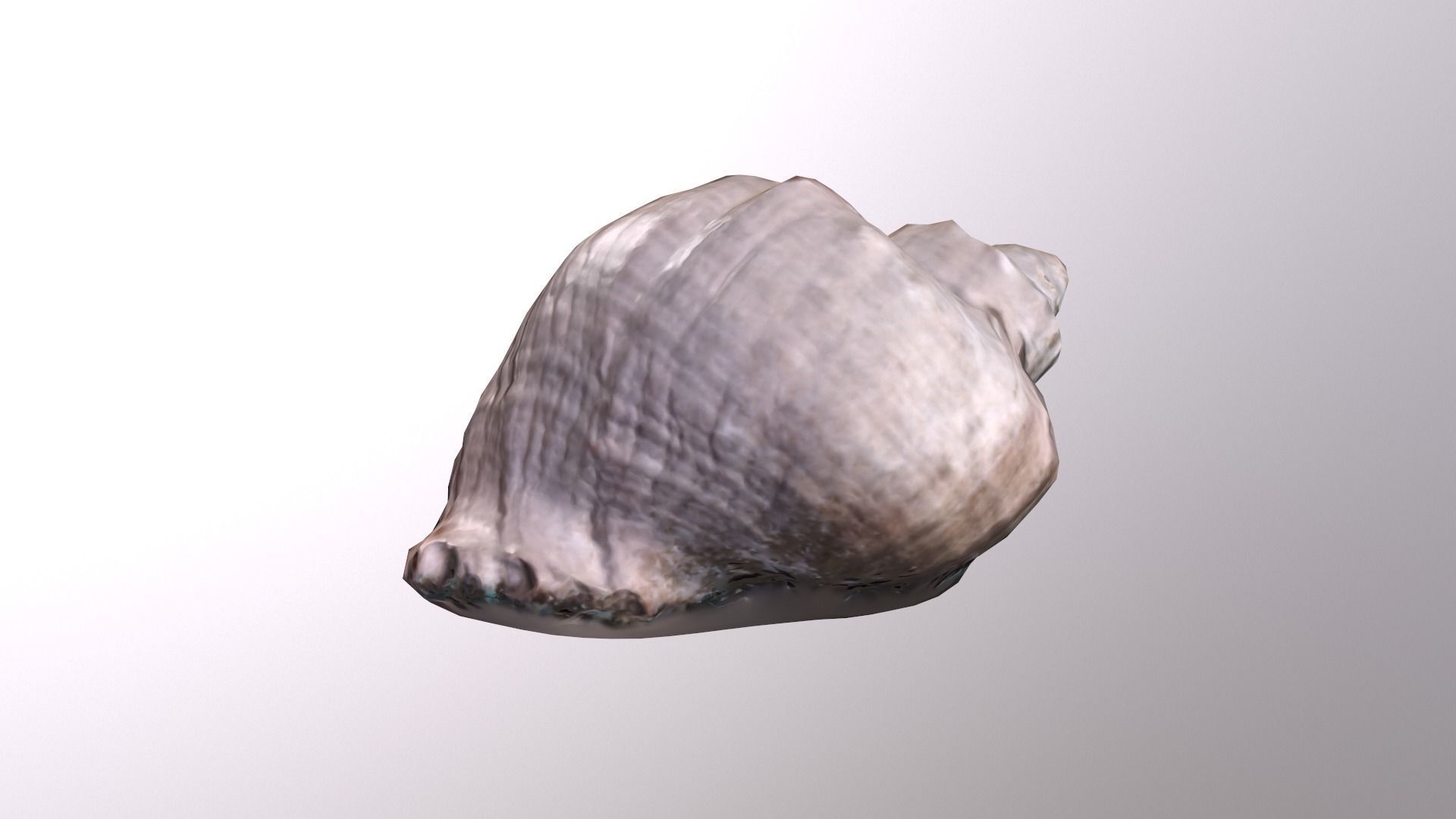 Seashell shell free VR / AR / low-poly 3D model | CGTrader