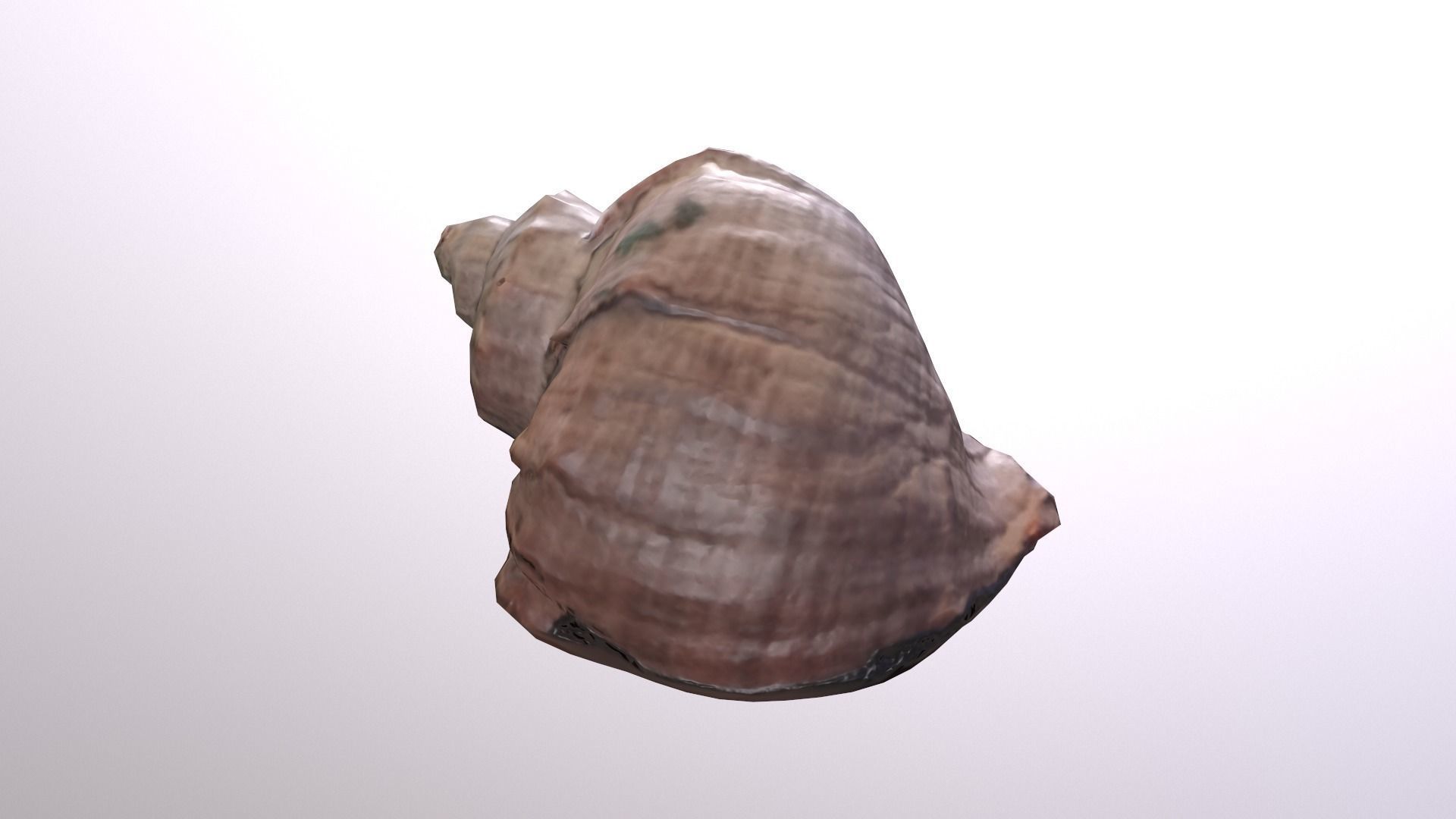 Seashell shell free VR / AR / low-poly 3D model | CGTrader