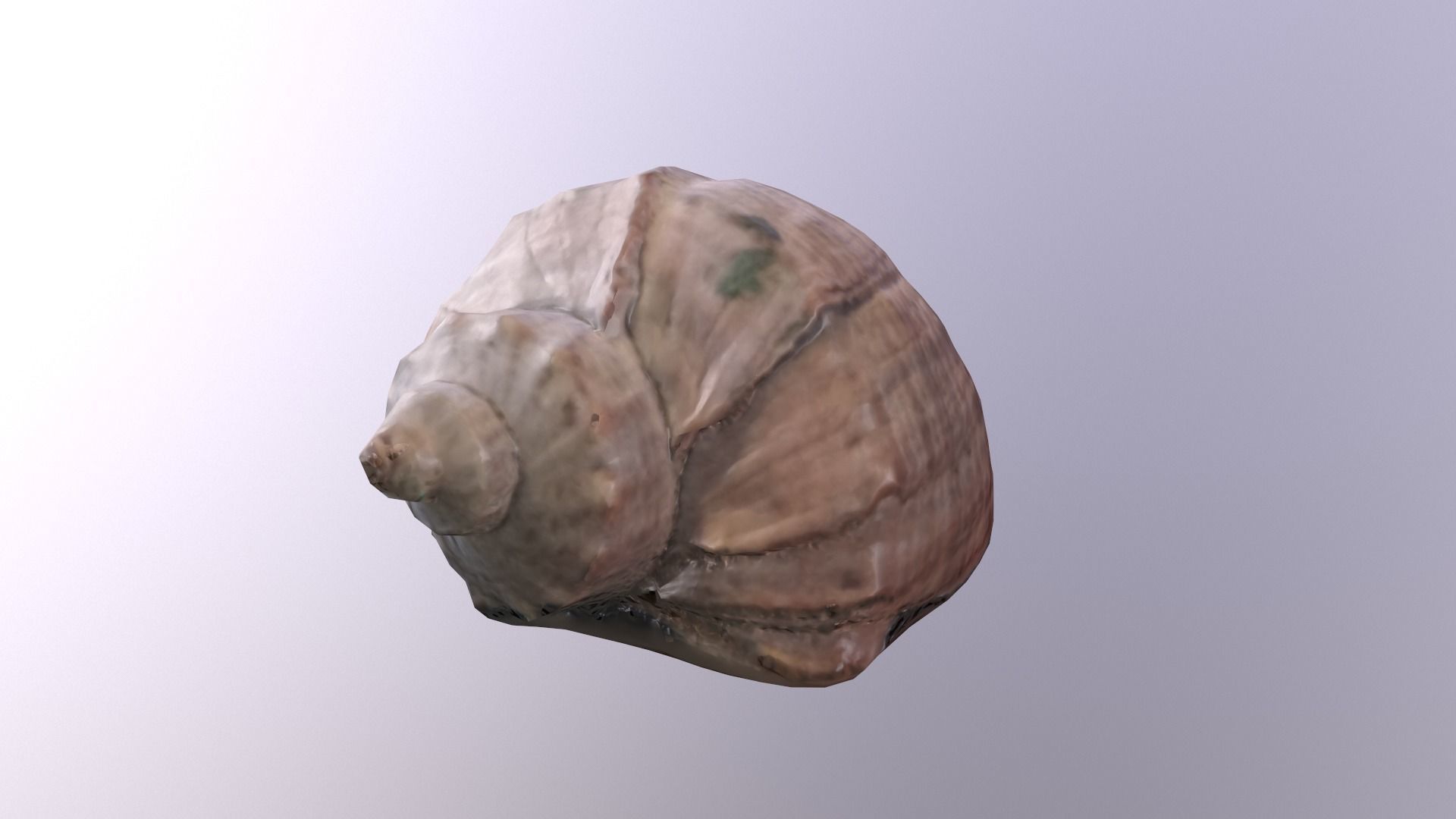 Seashell shell free VR / AR / low-poly 3D model | CGTrader