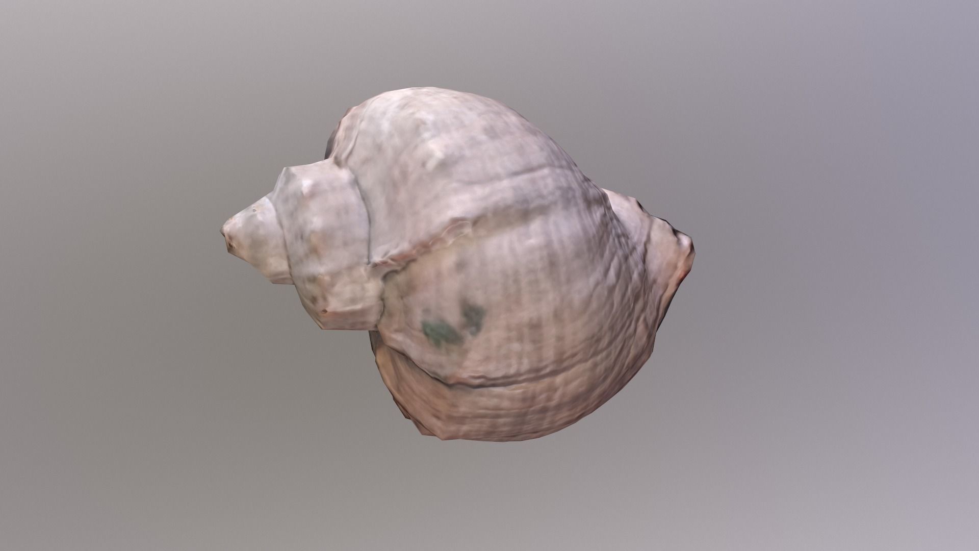 Seashell shell free VR / AR / low-poly 3D model | CGTrader