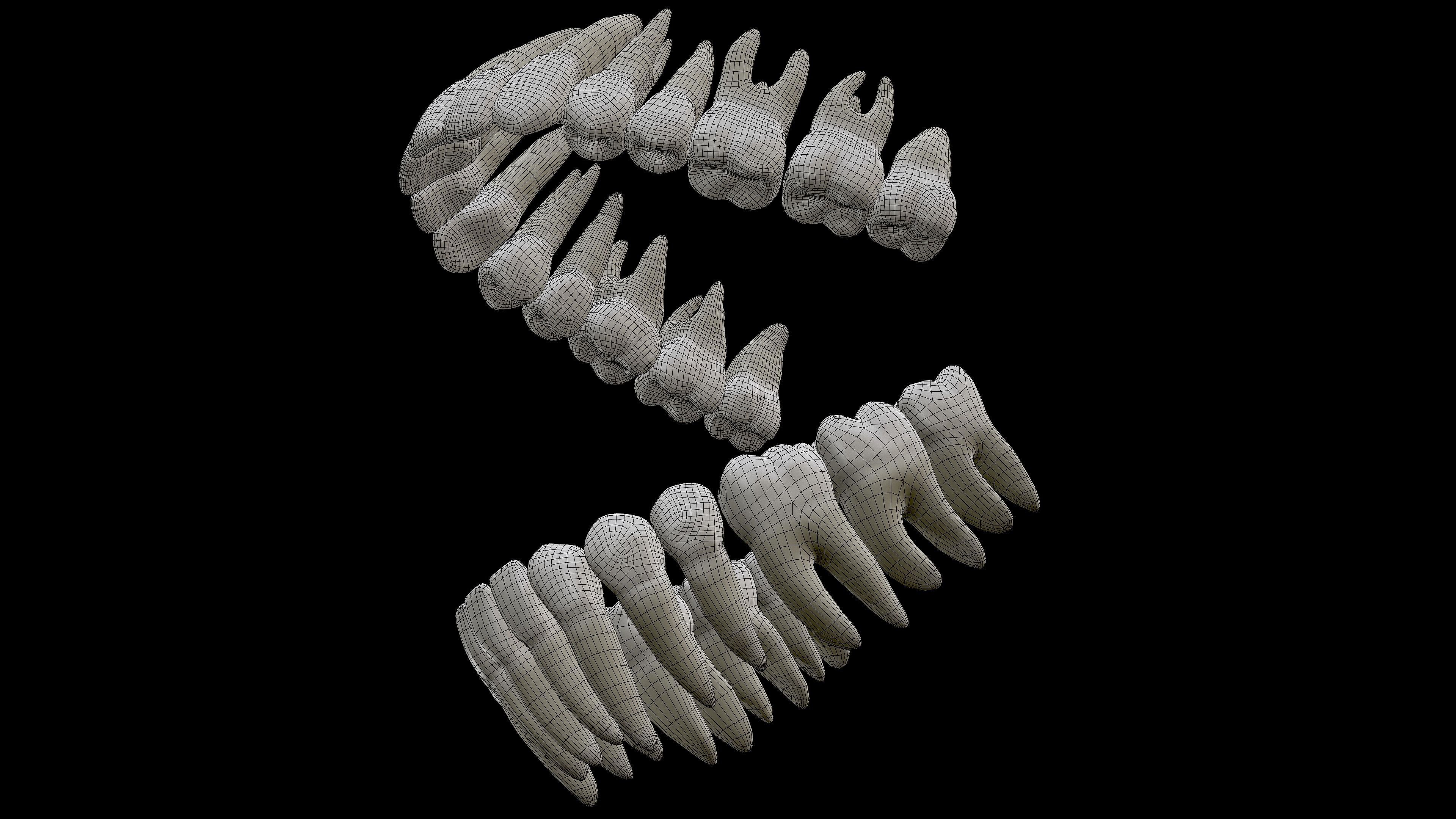Realistic Human Teeth 3D model | CGTrader
