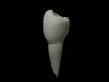 Mandibular First Premolar 3D model | CGTrader
