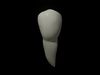 Mandibular First Premolar 3D model | CGTrader