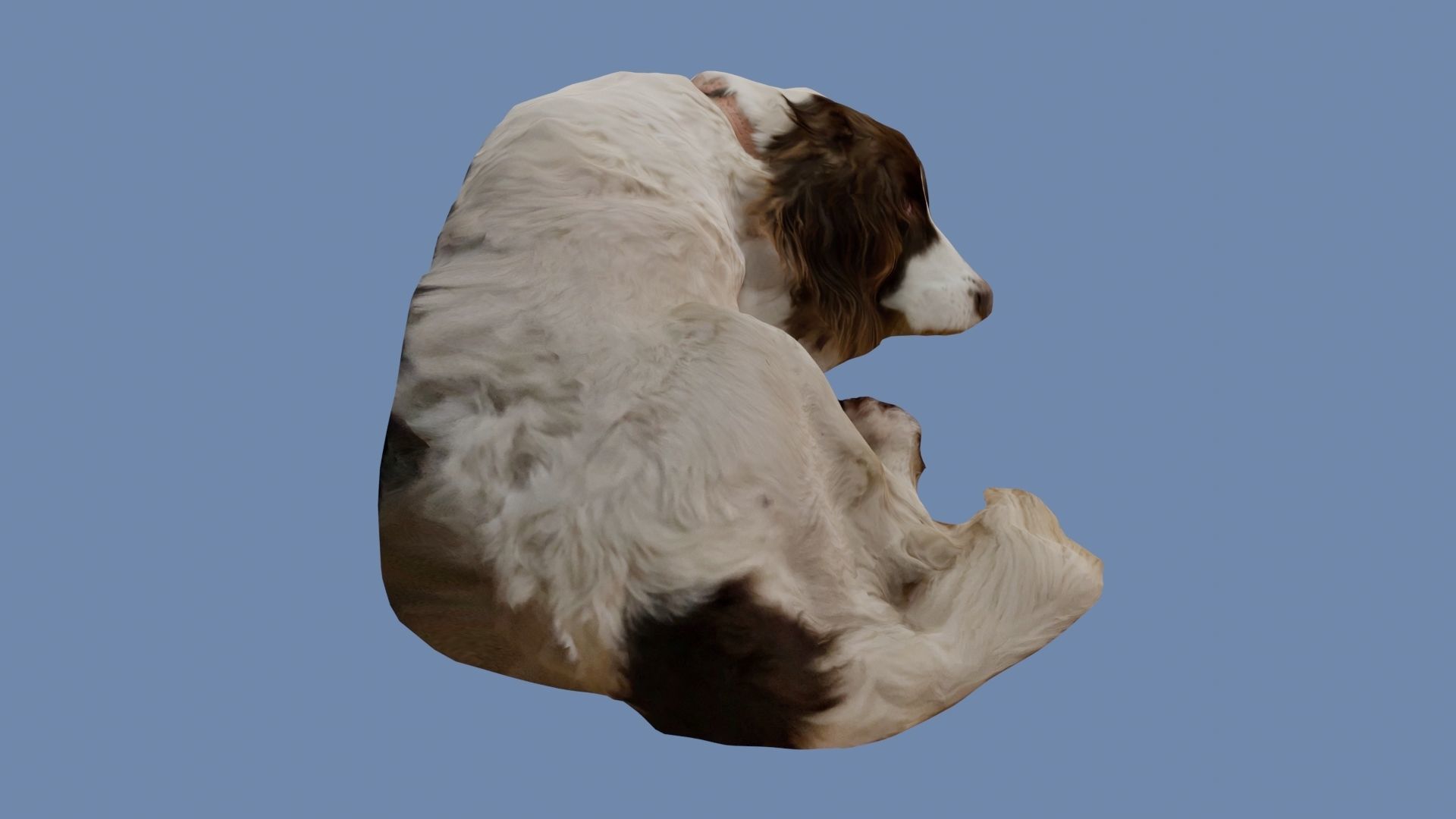 3D model Old Sleeping Springer Spaniel Dog Photoscan VR / AR / low-poly ...