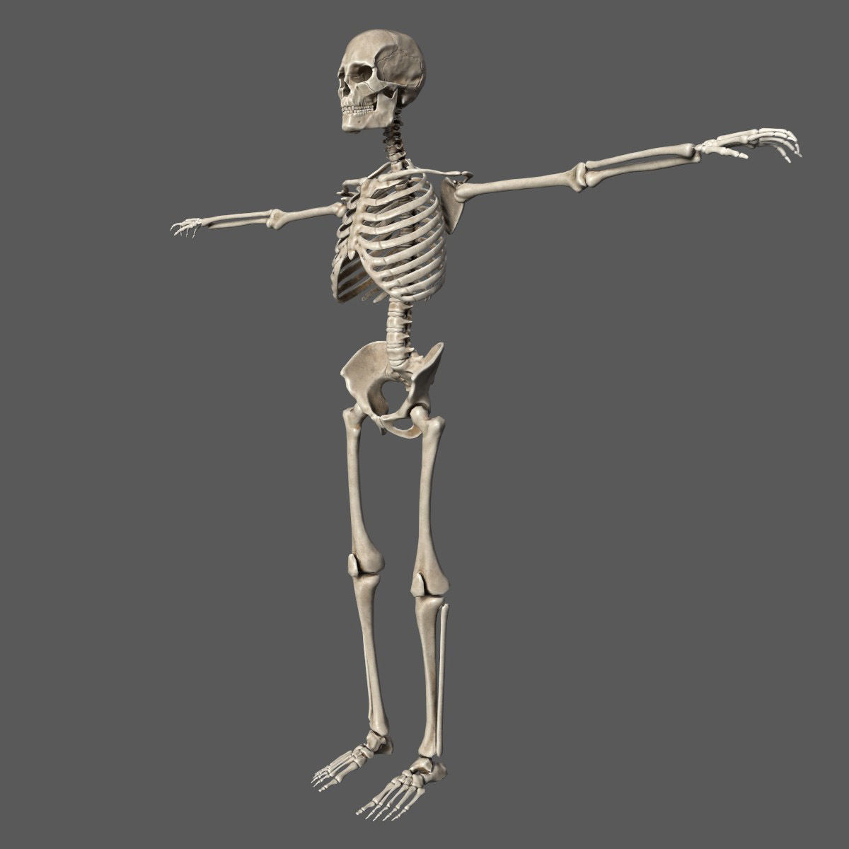 3D model Human Skeleton VR / AR / low-poly | CGTrader