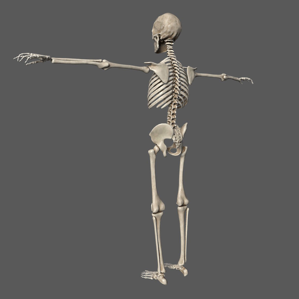 3D model Human Skeleton VR / AR / low-poly | CGTrader