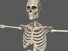 3D model Human Skeleton VR / AR / low-poly | CGTrader