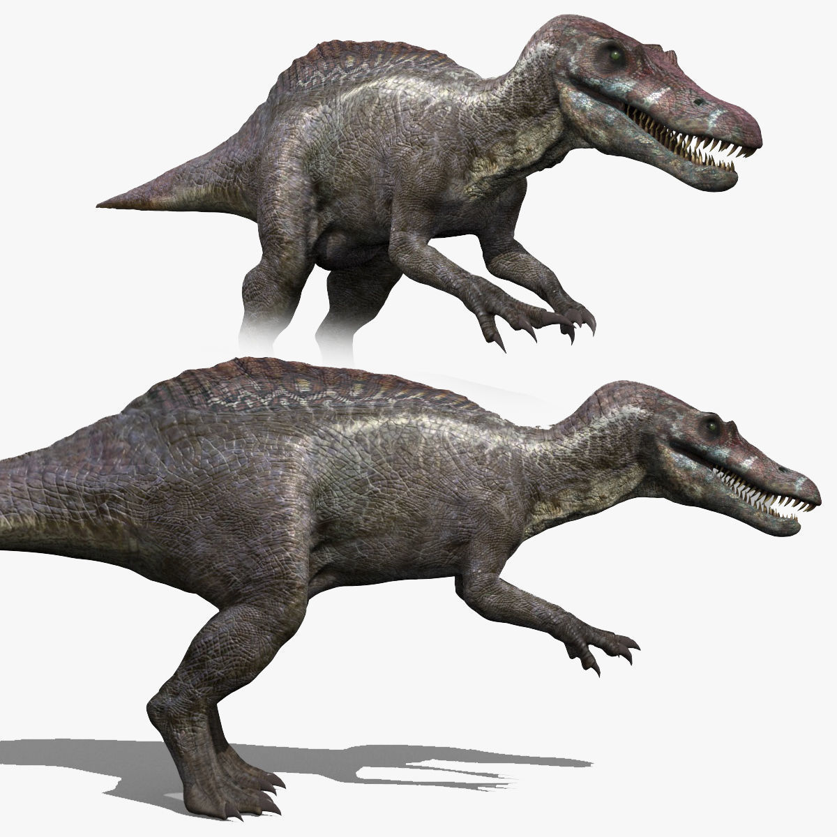 Suchomimus Tenerensis - 8K animated 3D model animated rigged | CGTrader