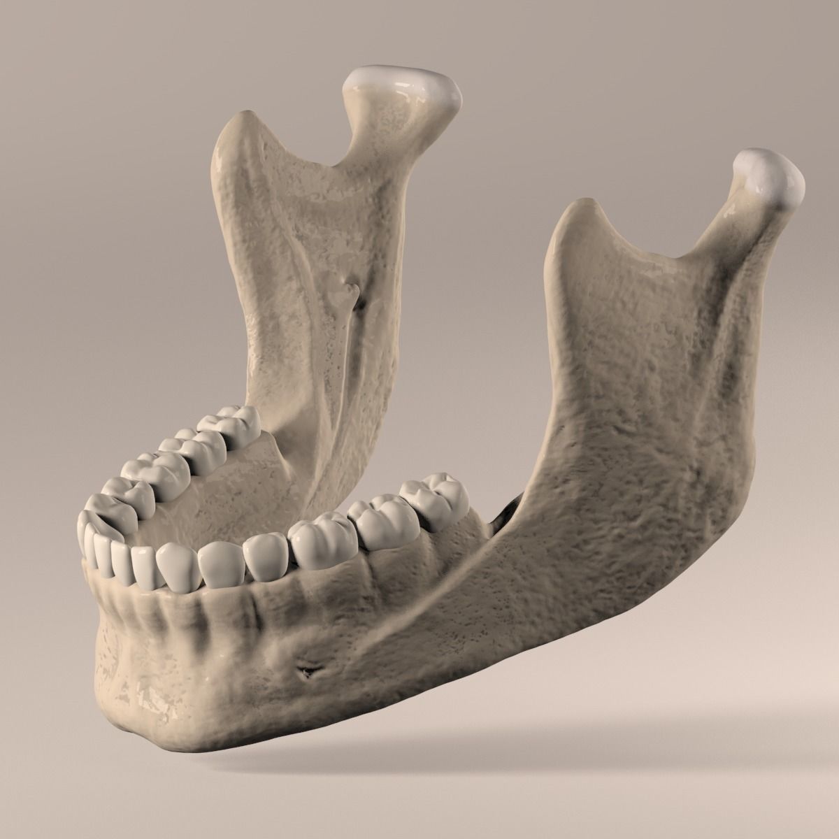 3D model Lower Jaw with Lower Teeth model VR / AR / low-poly | CGTrader