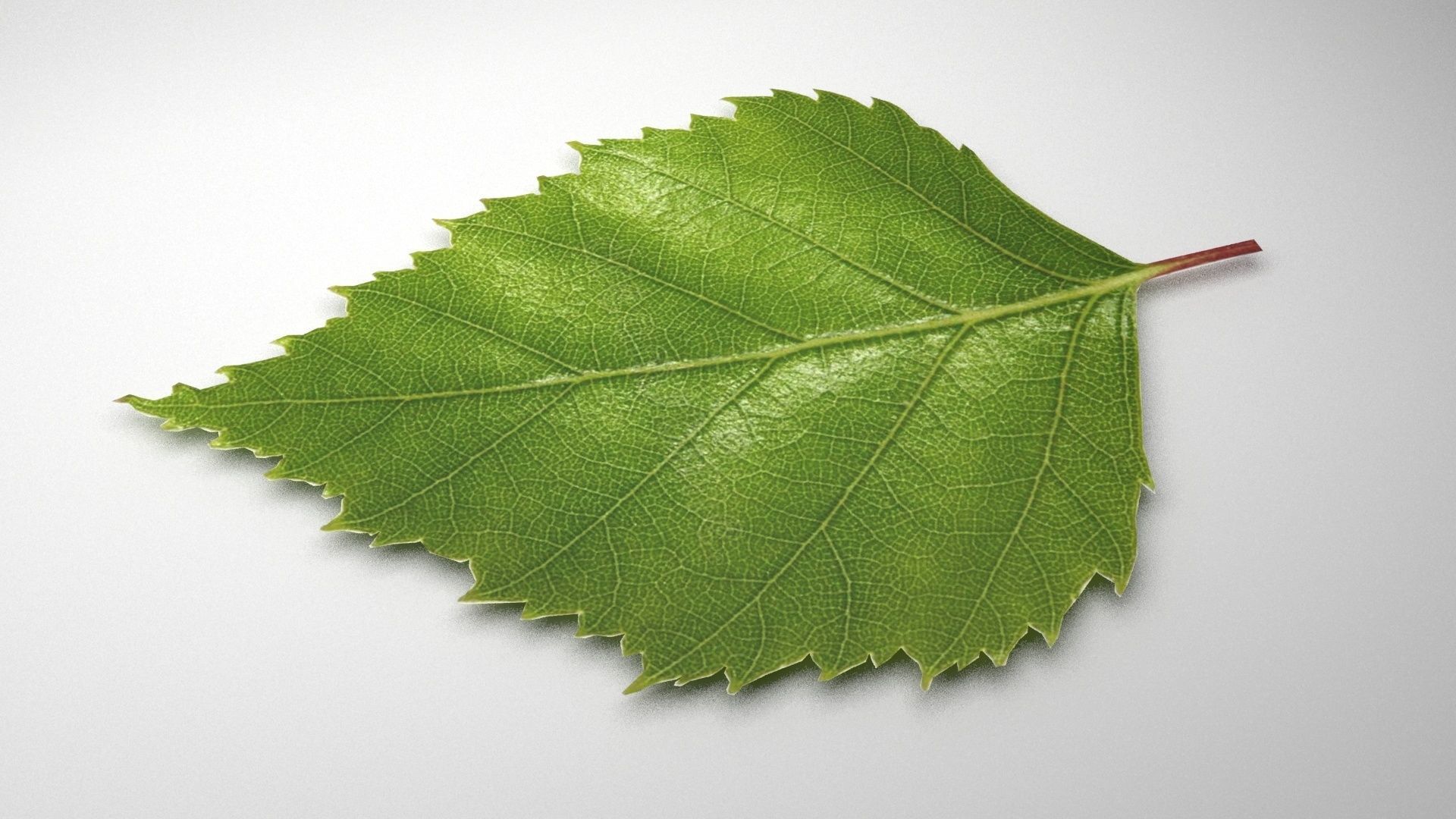 leaf 3d model 3D model | CGTrader