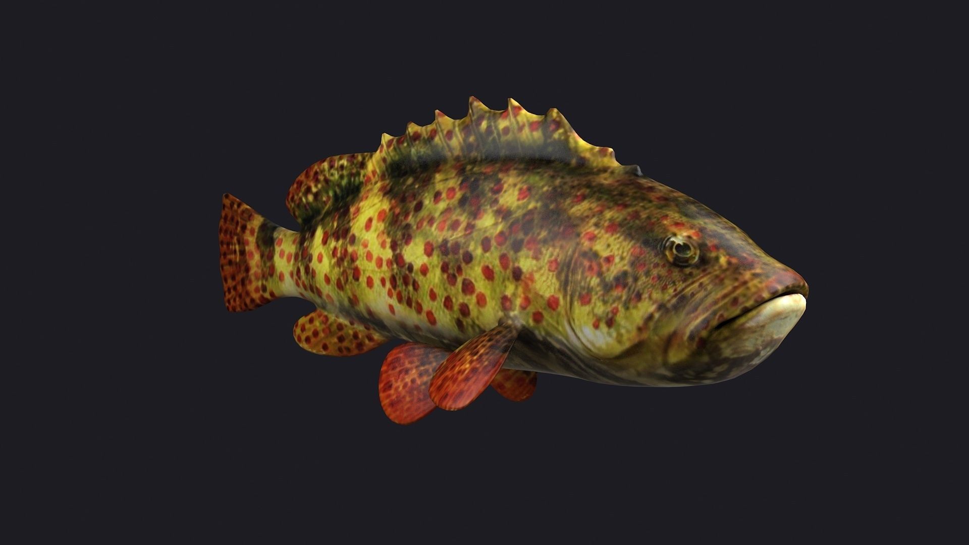 giant grouper fish low poly game fish bass coralgrouper 3D model | CGTrader