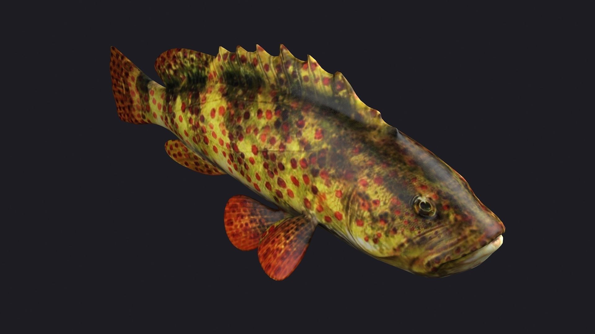 giant grouper fish low poly game fish bass coralgrouper 3D model | CGTrader