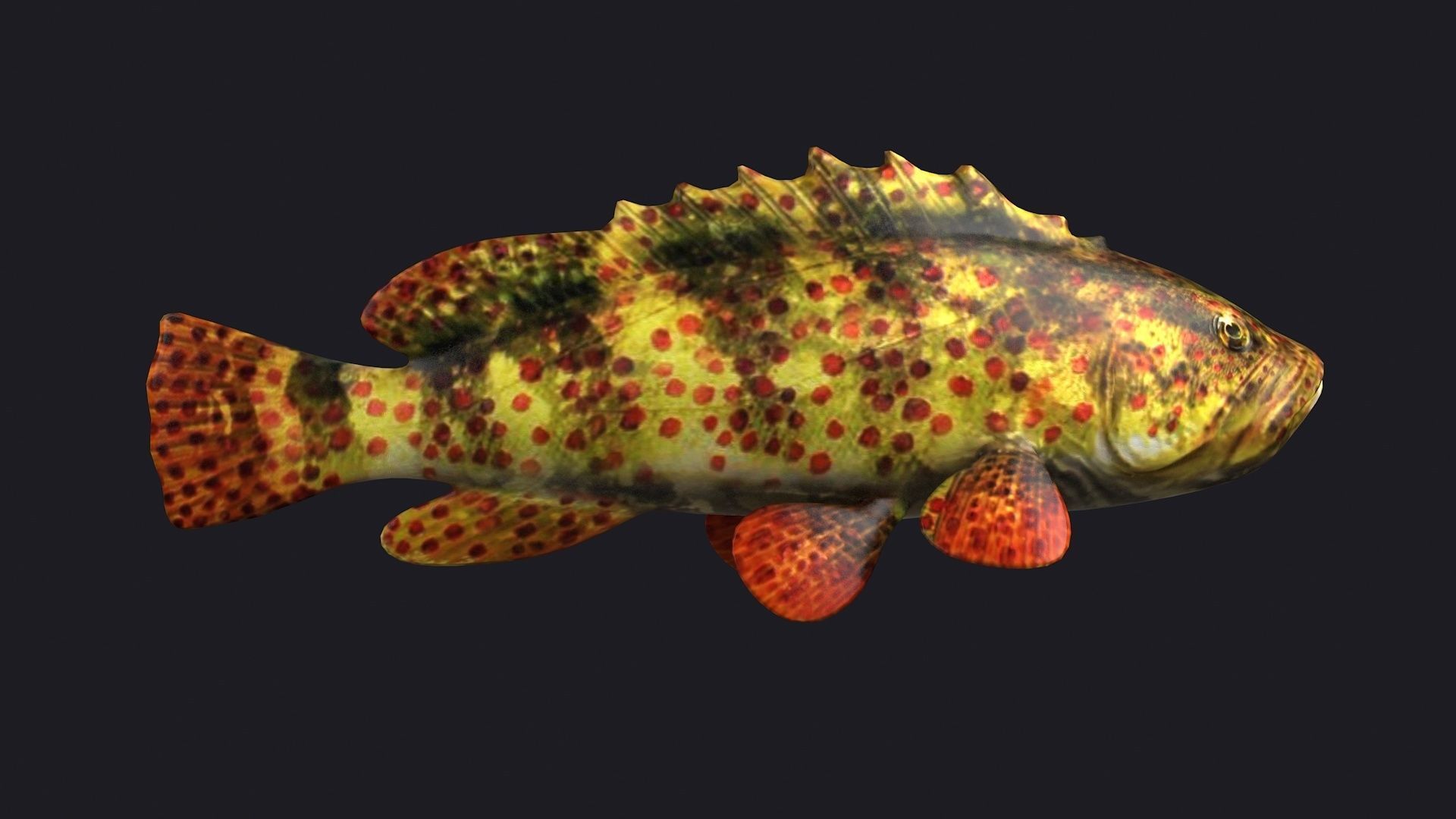 giant grouper fish low poly game fish bass coralgrouper 3D model | CGTrader