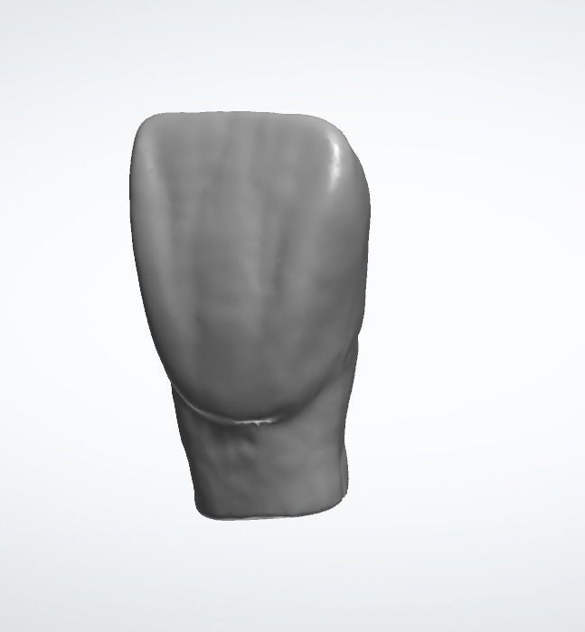 Dental morphology-first incisor 3D model | CGTrader