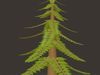 CHEED TREE FIR TREE PINE TREE 3D model | CGTrader