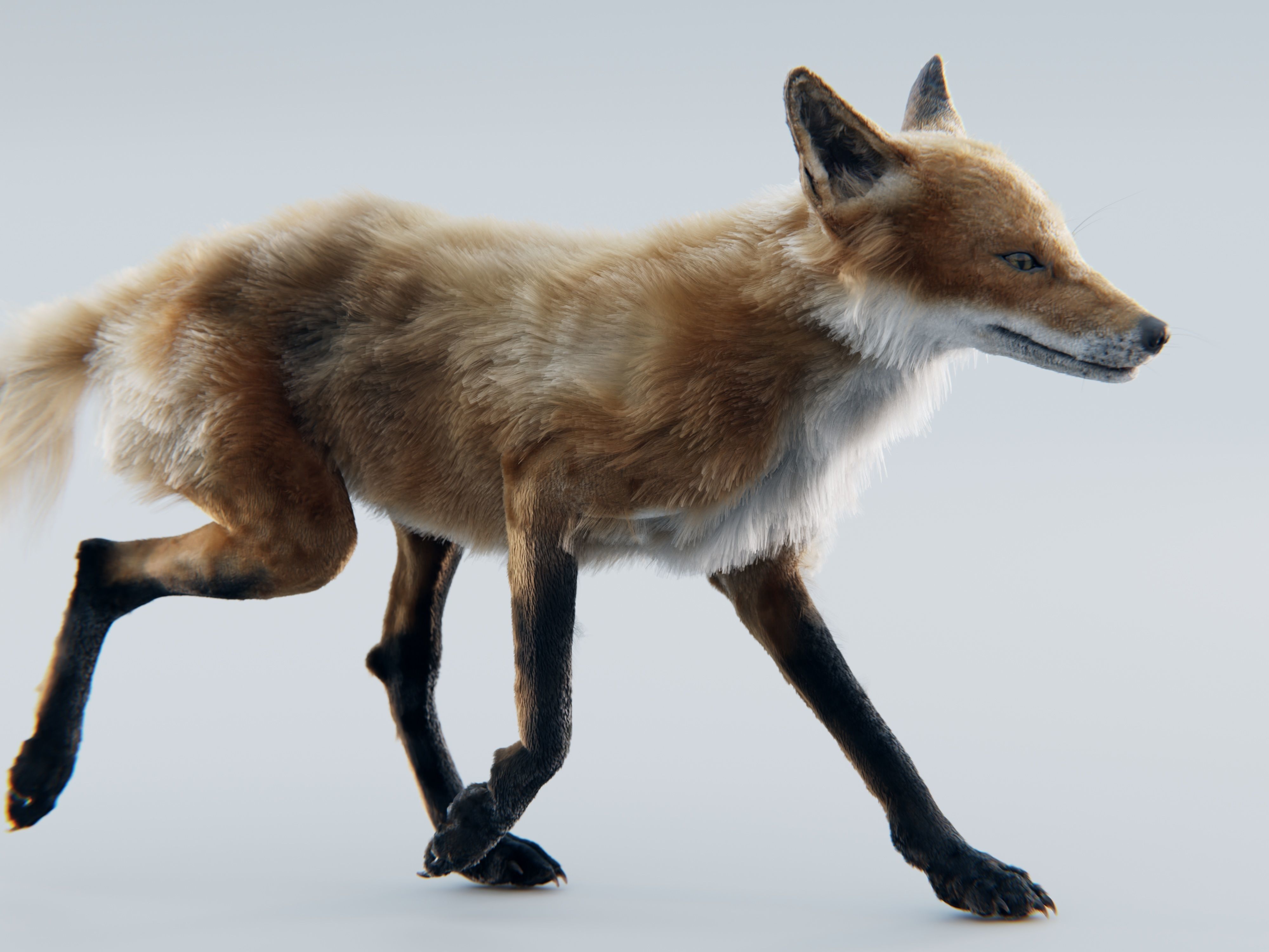 red fox 3D model animated rigged | CGTrader
