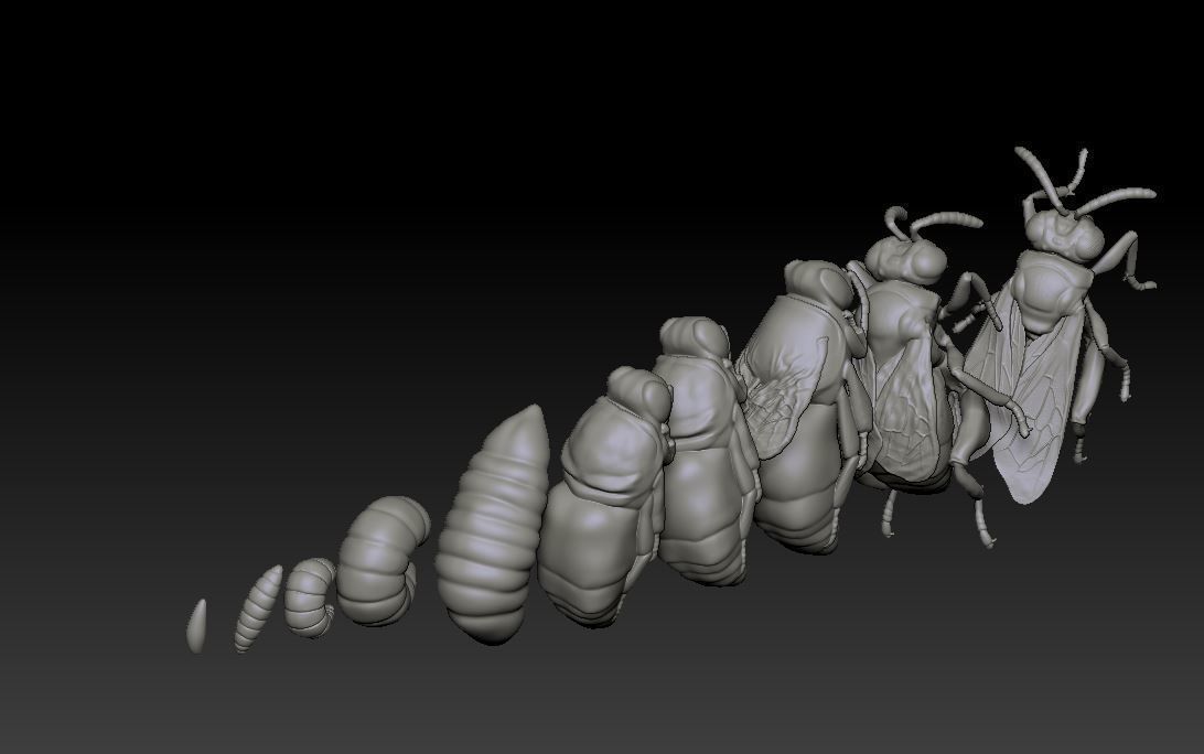 Life cycle of the honey bee 3D model 3D printable | CGTrader