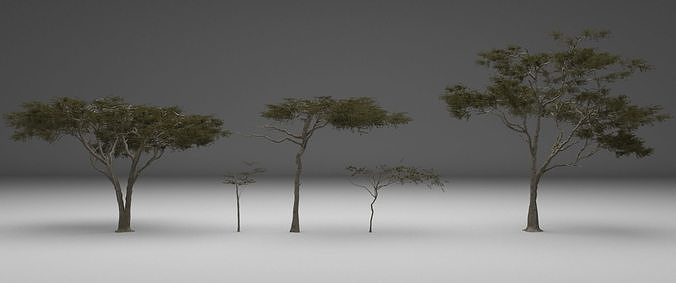 2023 Africa Acacia Tree 3D model | CGTrader