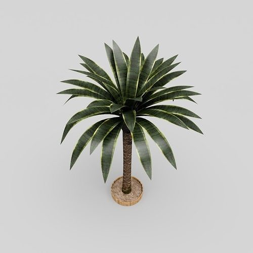 3D model Palm Tree VR / AR / low-poly | CGTrader