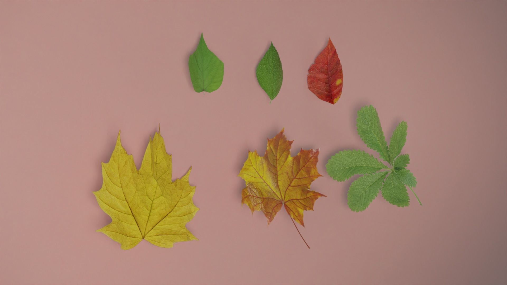 3d models of leafs 3D model | CGTrader