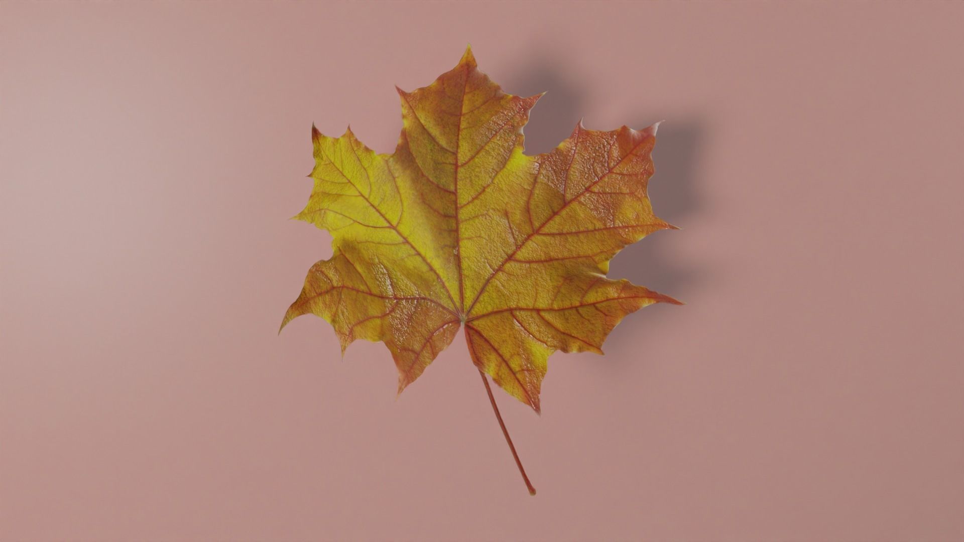 3d models of leafs 3D model | CGTrader