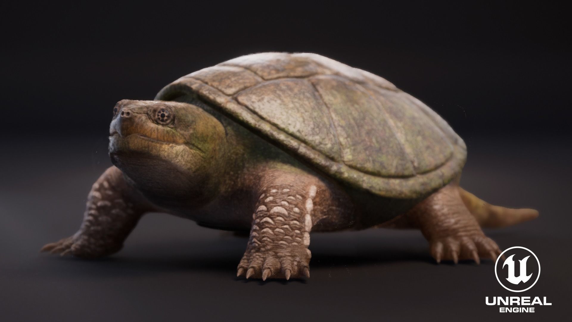 3D model Common Snapping Turtle VR / AR / low-poly | CGTrader