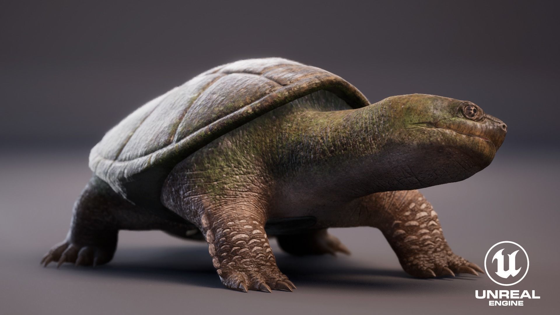 3D model Common Snapping Turtle VR / AR / low-poly | CGTrader