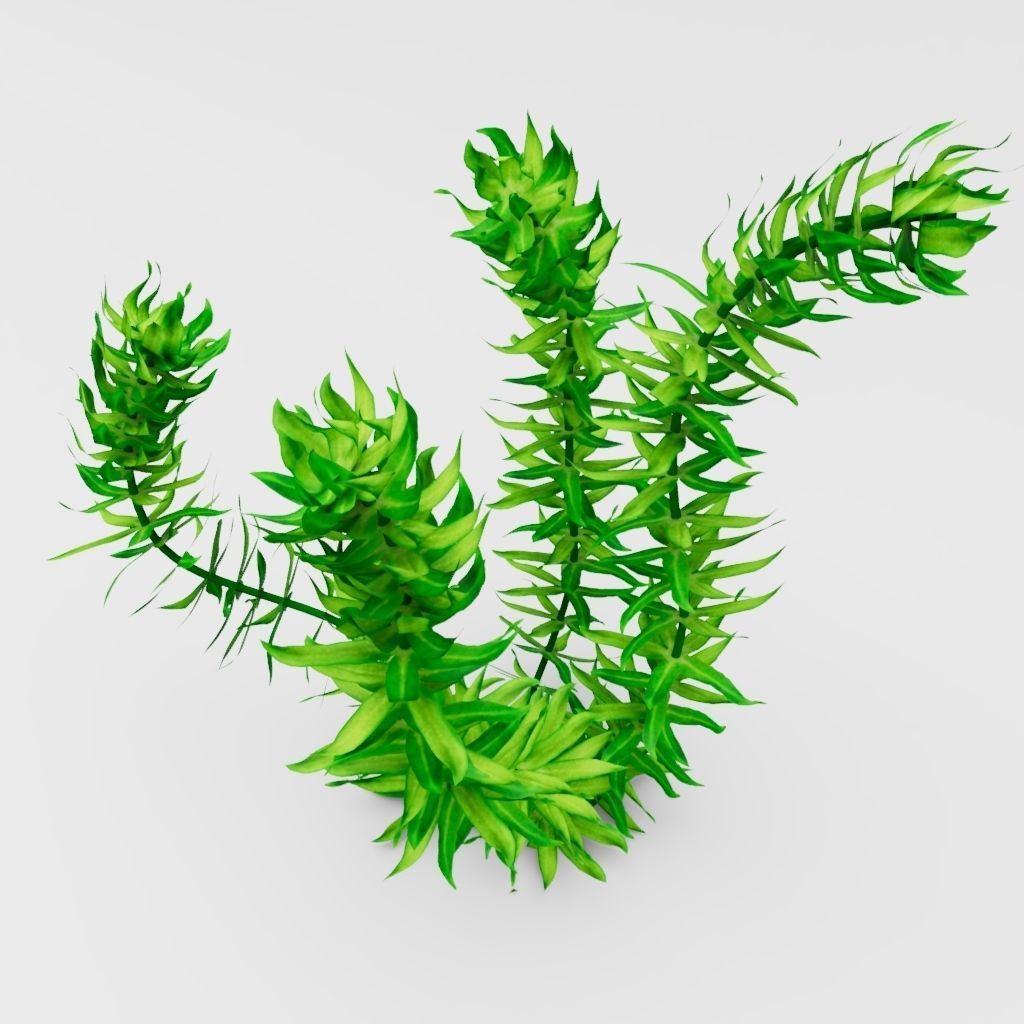 3D model Hydrilla-Plant plant VR / AR / low-poly | CGTrader