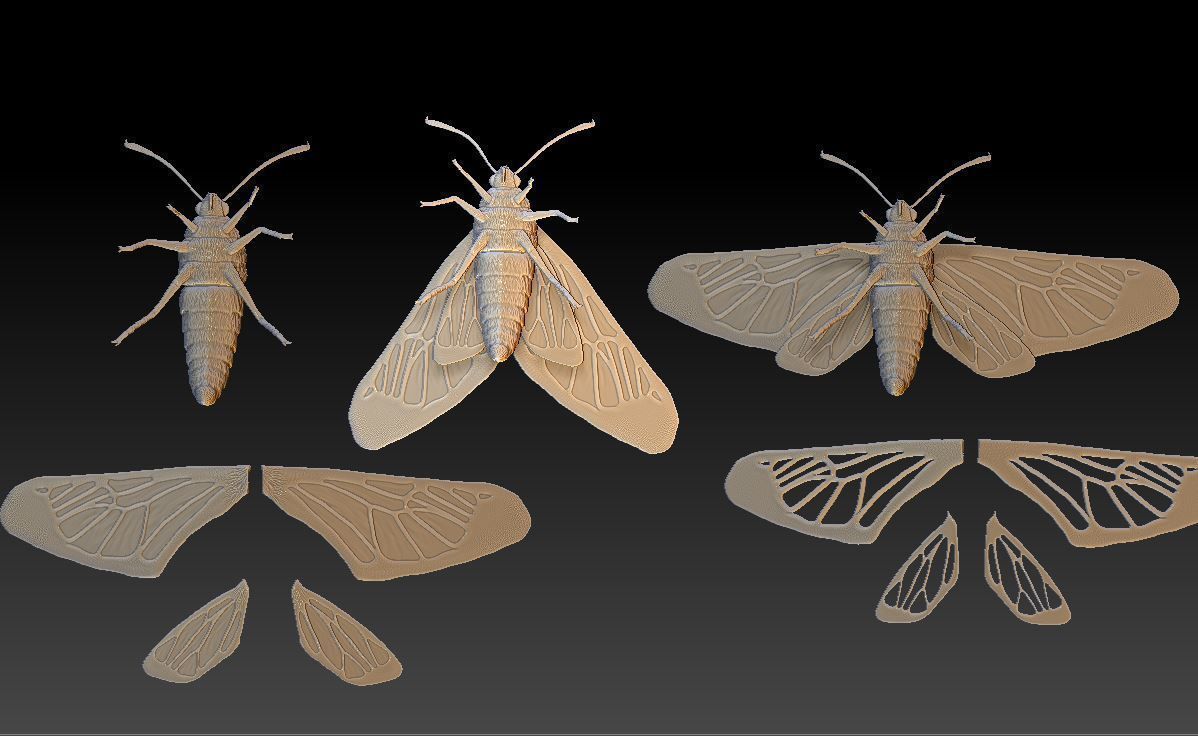 Moths Cosmosoma myrodora 3D model 3D printable | CGTrader