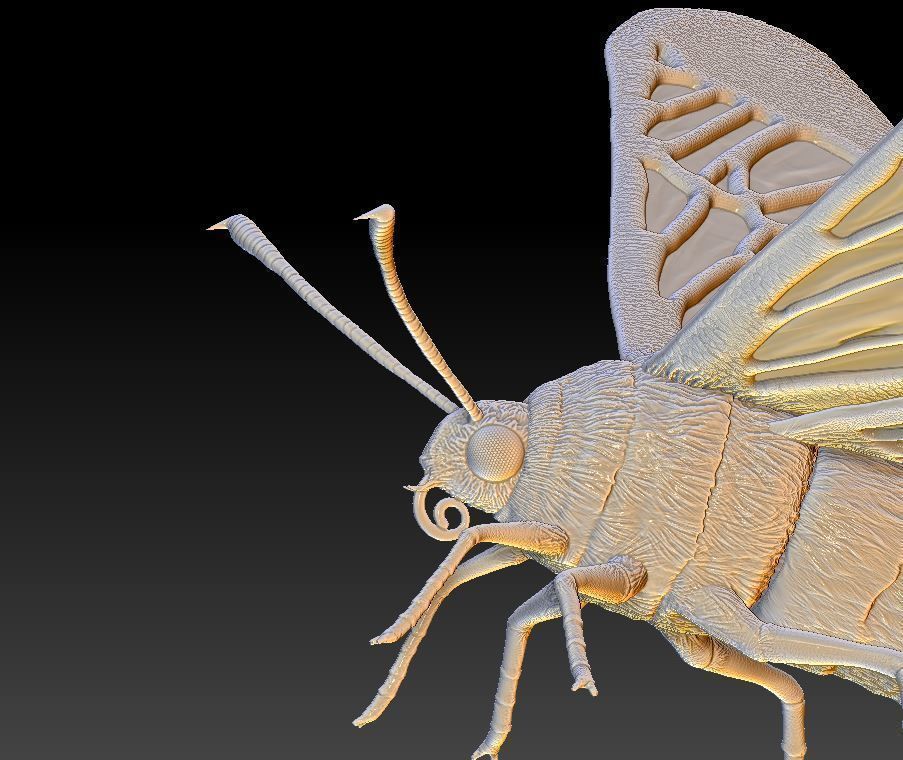 Moths Cosmosoma myrodora 3D model 3D printable | CGTrader