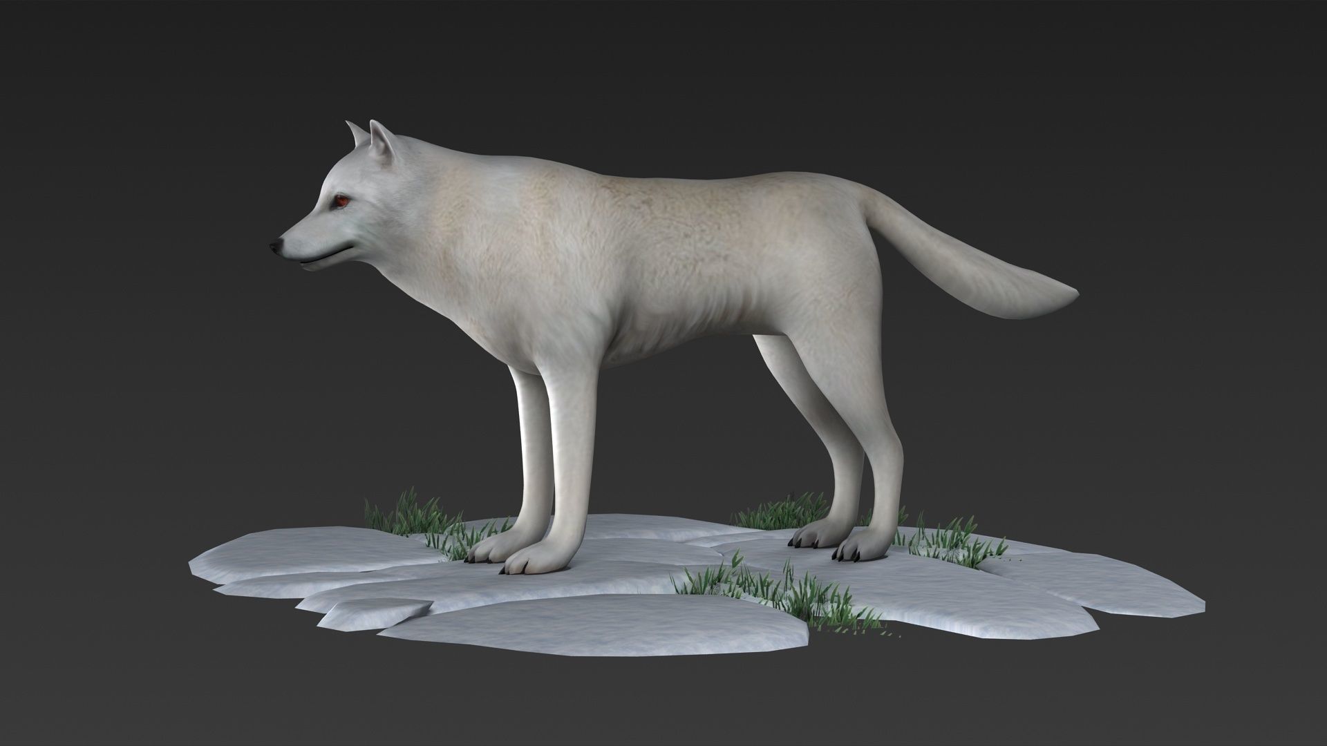 arctic wolf Labrador american mammal wolf 3D model | CGTrader