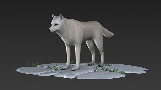 arctic wolf Labrador american mammal wolf 3D model | CGTrader