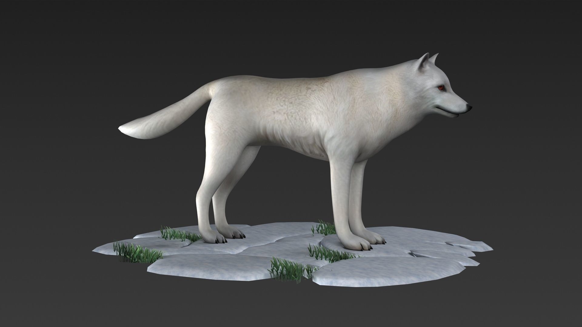 arctic wolf Labrador american mammal wolf 3D model | CGTrader