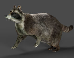 Animated Coon 3D Models | CGTrader