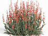 outdoor plant004 Firecracker Penstemon plant 3D model | CGTrader