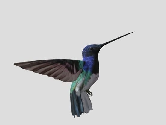 Colibri Nuquiblanco 3D model | CGTrader