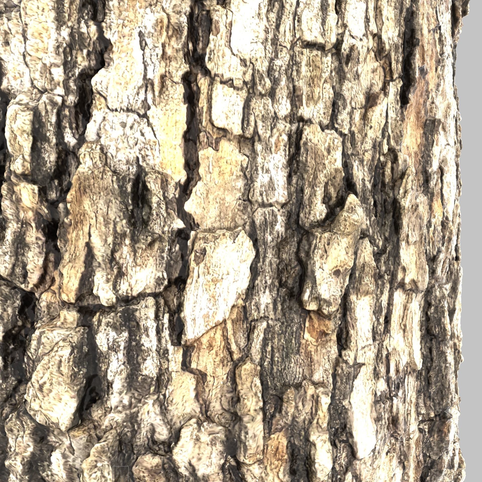 camphor tree bark 3D model | CGTrader