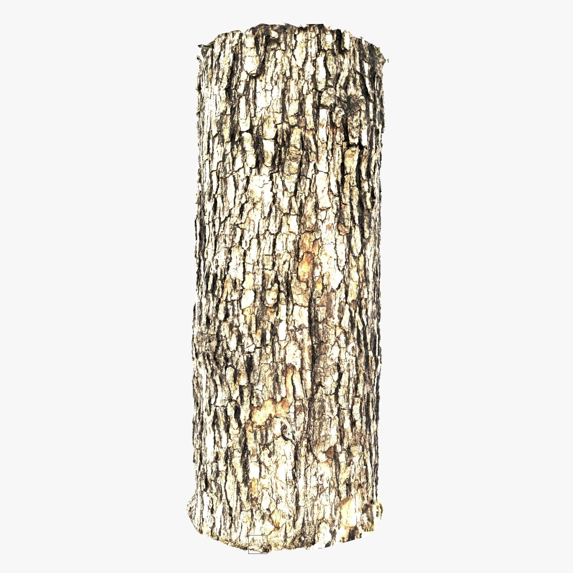 camphor tree bark 3D model | CGTrader