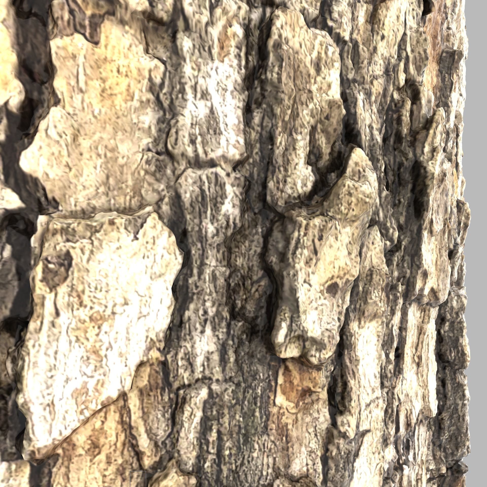 camphor tree bark 3D model | CGTrader