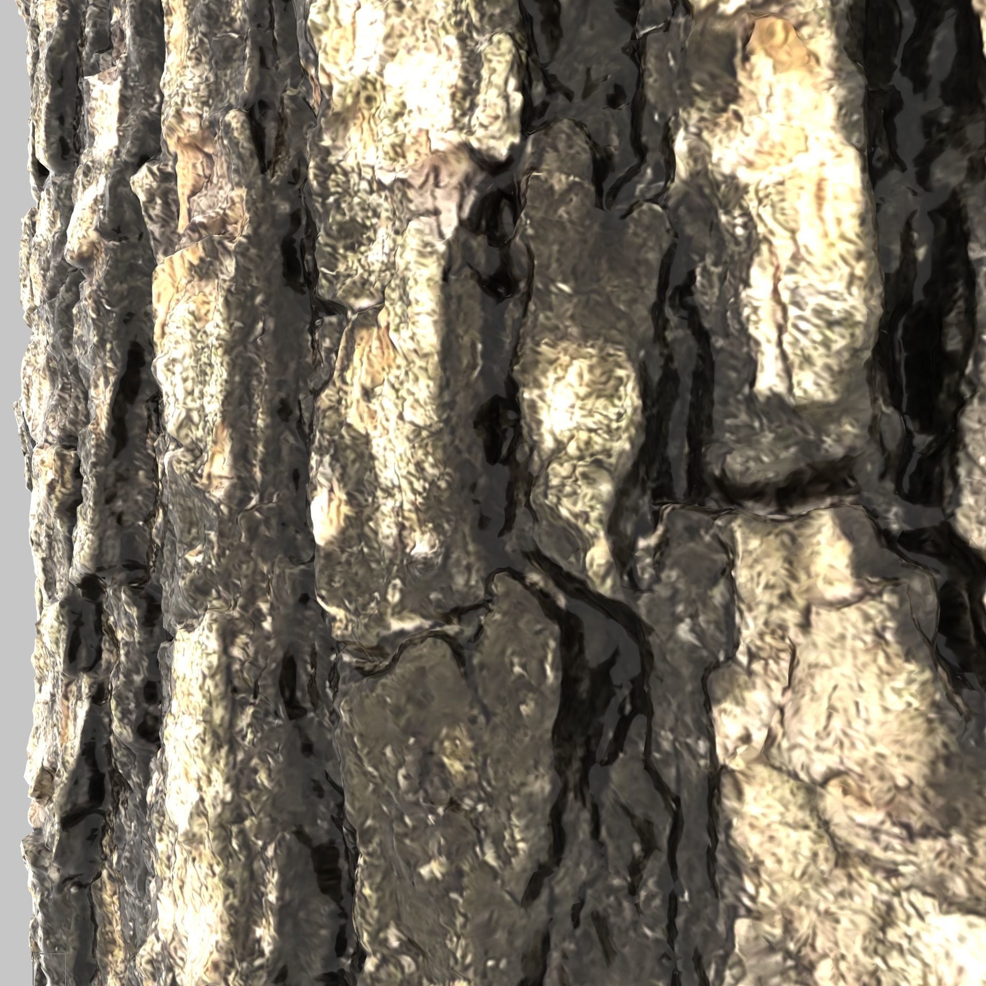 camphor tree bark 3D model | CGTrader