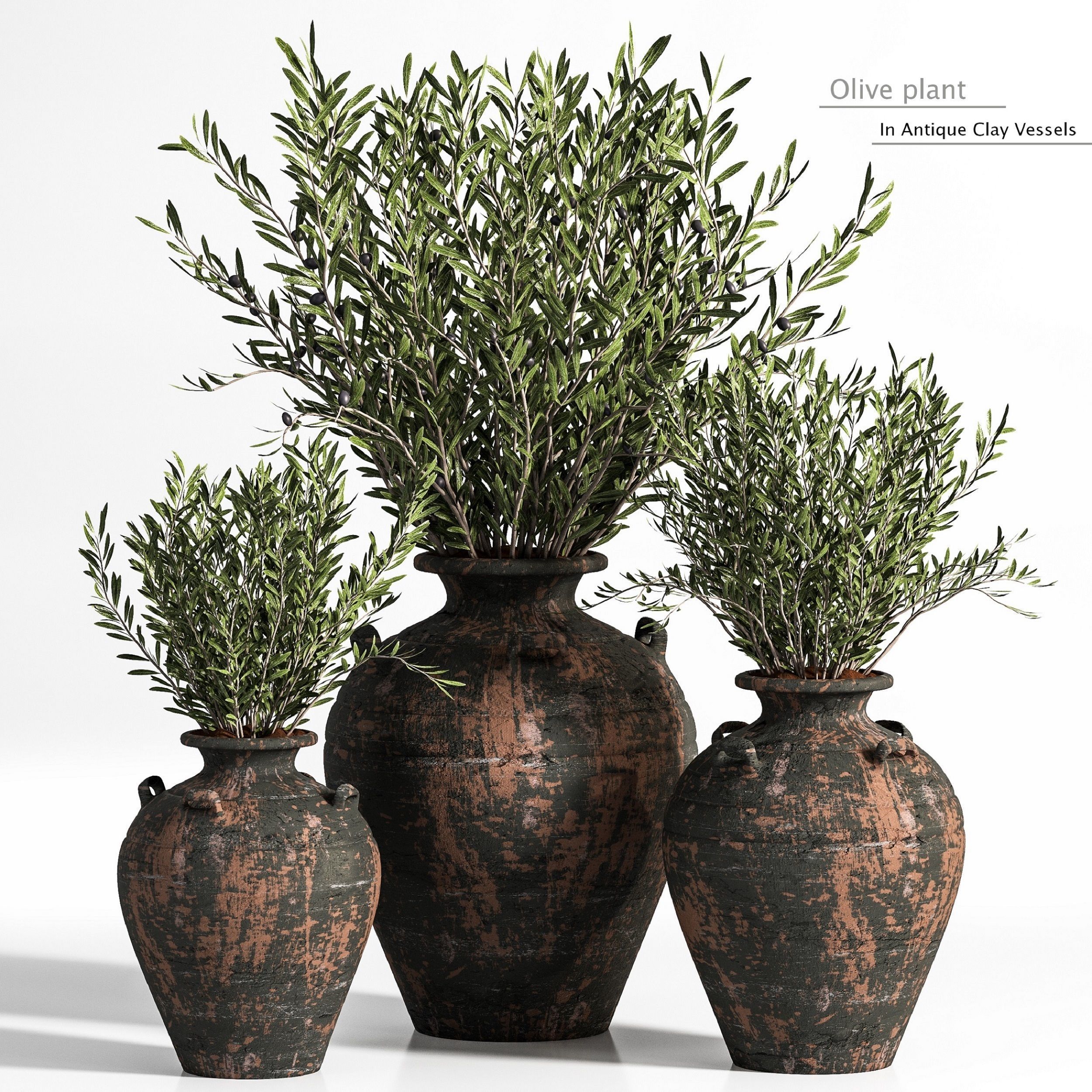 Olive plant In Antique Clay Vessels And Indoor Plant Set 07 3D model ...
