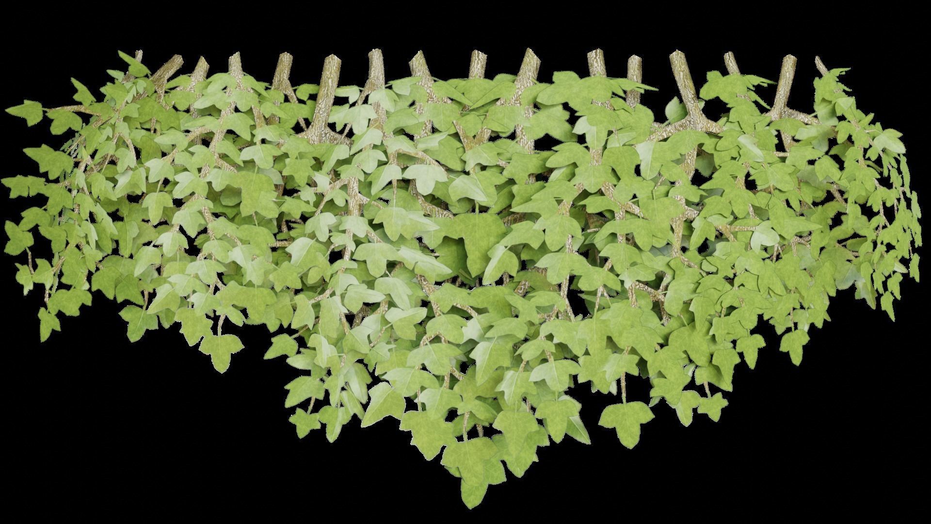 3D model Hanging Ivy Plants VR / AR / low-poly | CGTrader