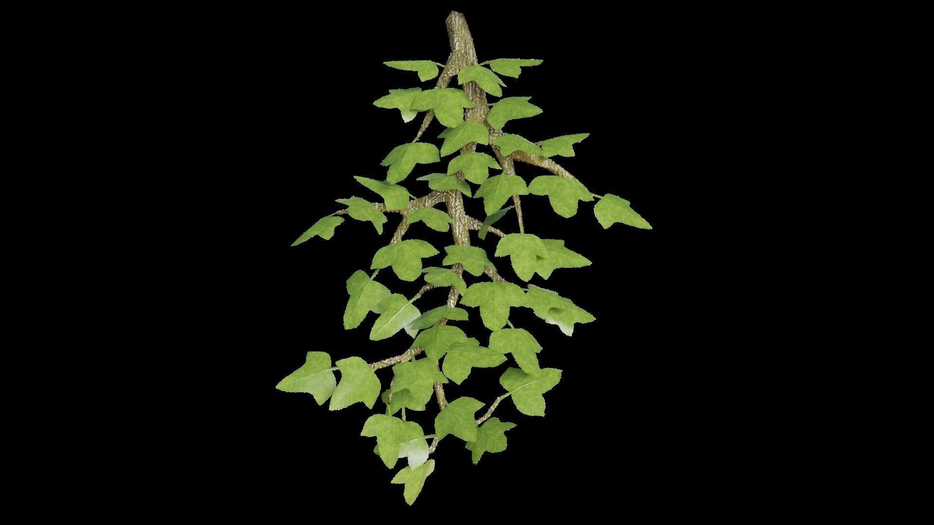 3D model Hanging Ivy Plants VR / AR / low-poly | CGTrader
